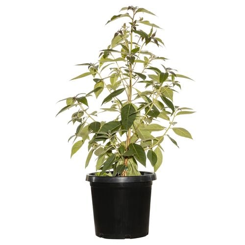 QLD Brush Box – Fast-Growing Tree with Unique Salmon-Coloured Bark ...