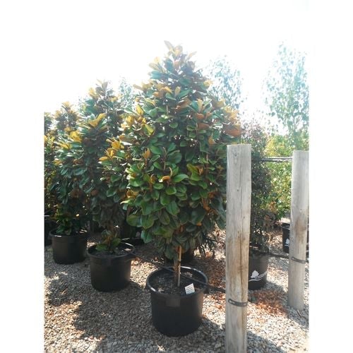 Magnolia grandiflora 'Teddy Bear' – Compact Evergreen Tree | Nursery ...