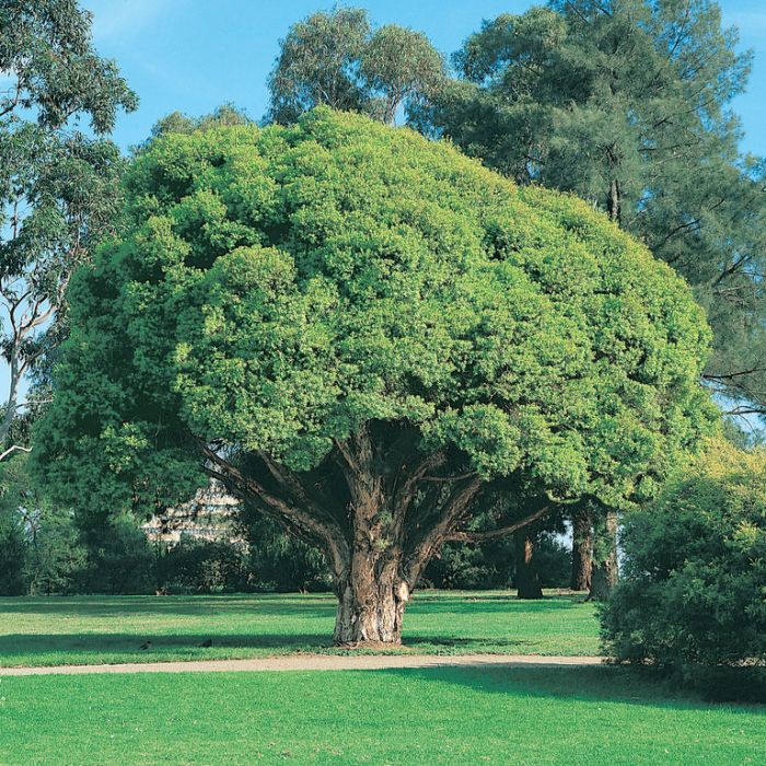 Melaleuca Styphelioides – Prickly Paperbark for Unique Landscaping ...
