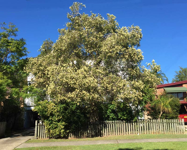 Melaleuca Quinquenervia – Hardy Native Tree with Papery Bark | Nursery ...