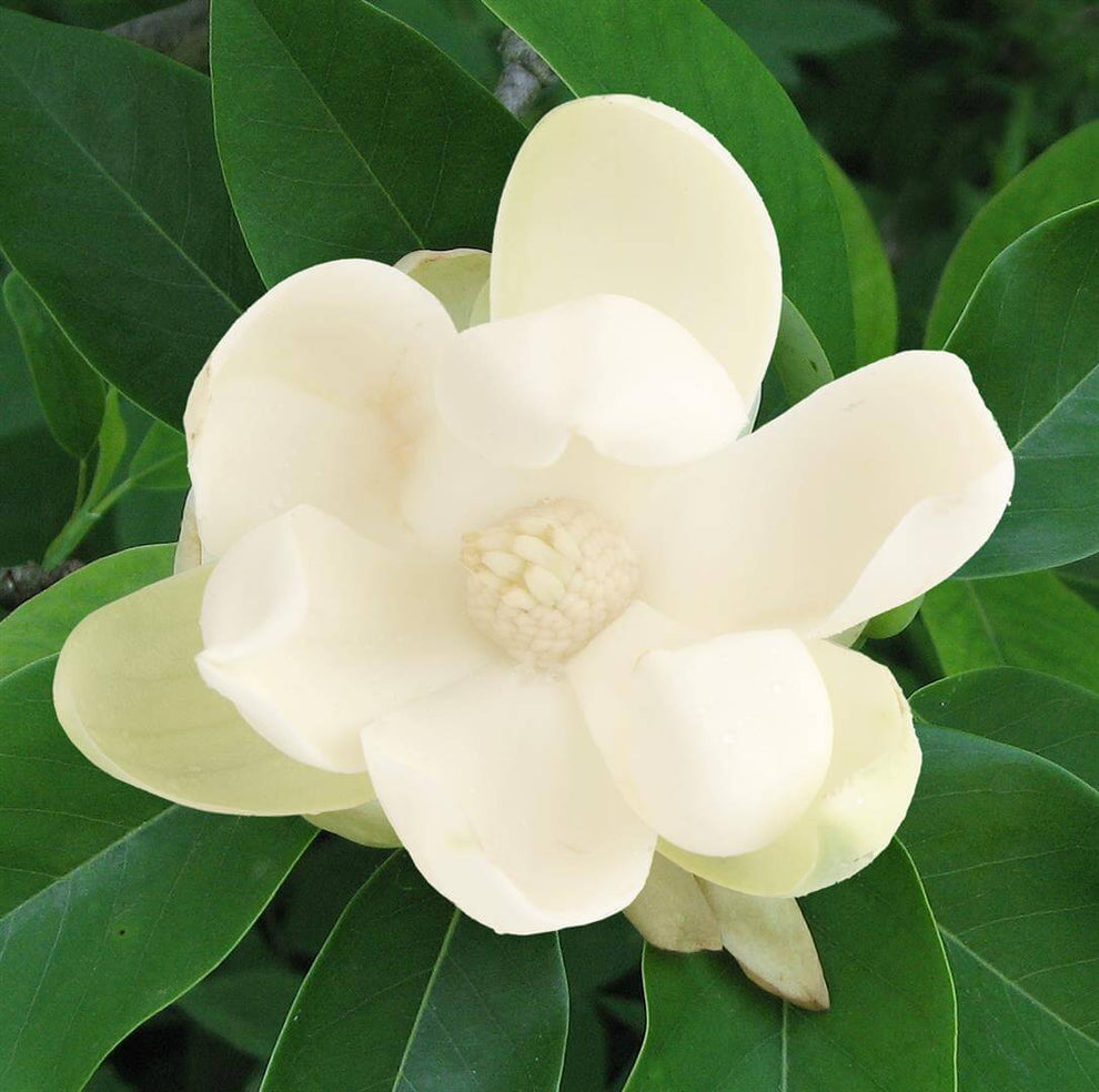 Michelia Coco – Fragrant Shrub with Creamy-White Flowers | Nursery ...