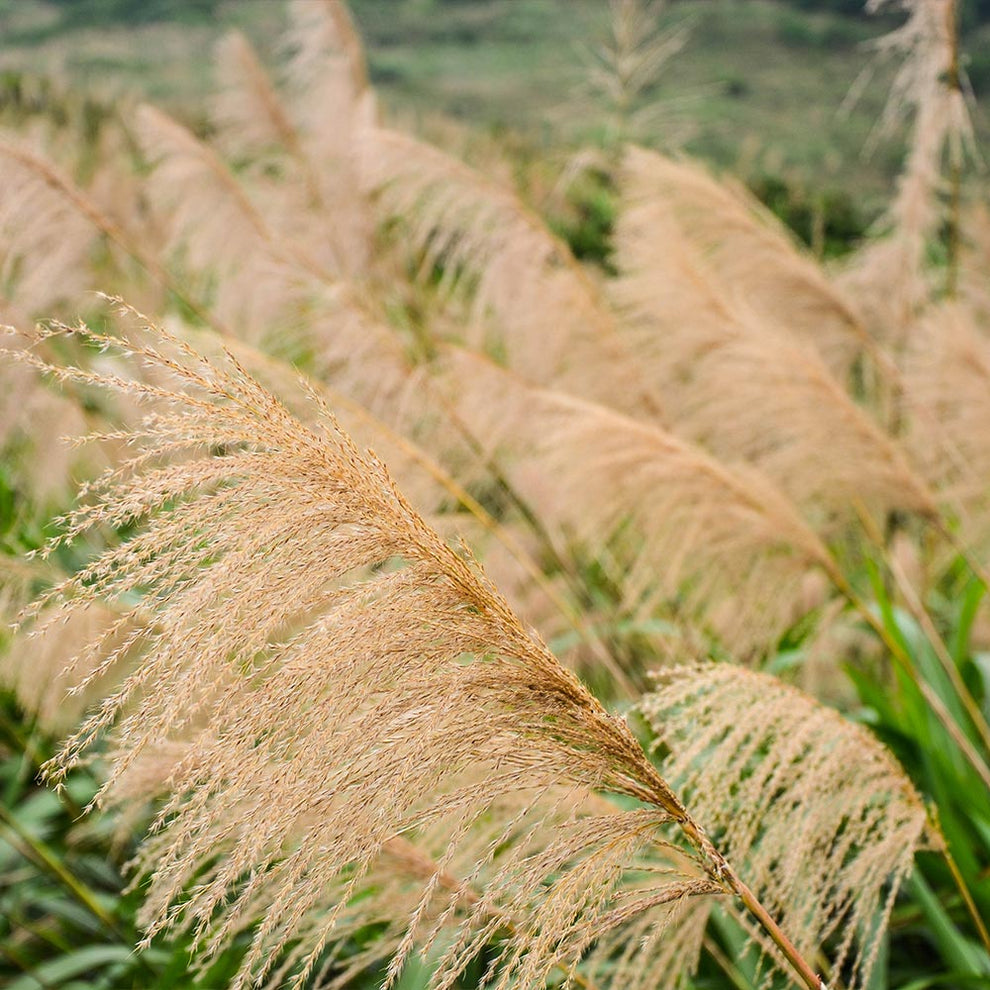 Maiden Grass – Elegant Ornamental Grass with Silvery Flowers | Nursery ...