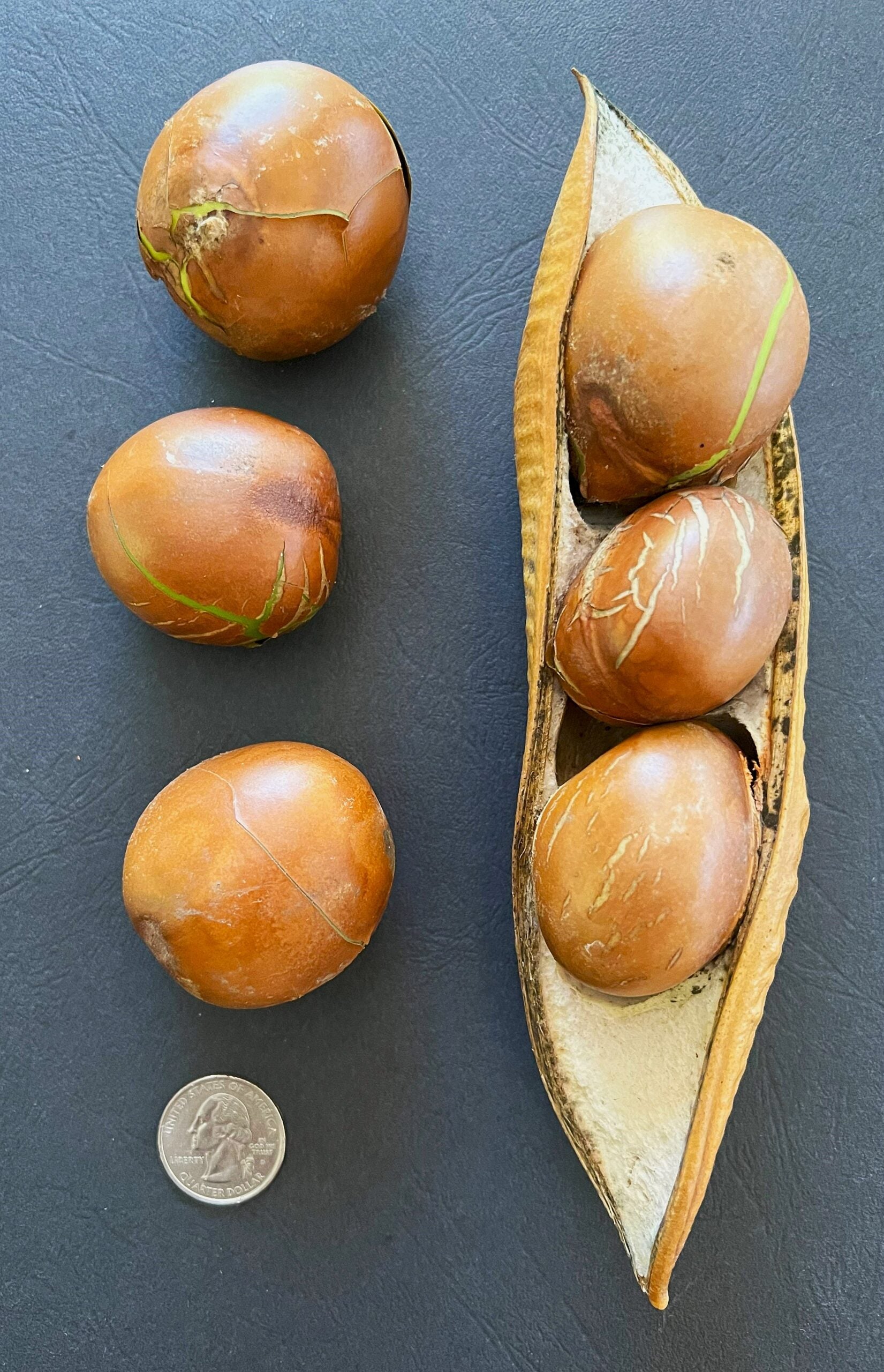 Castanospermum australe – Moreton Bay Chestnut Tree | Nursery Warehouse ...