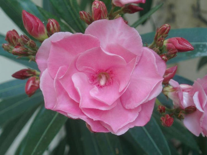 Double Pink Oleander – Hardy Shrub with Vibrant Flowers | Nursery ...