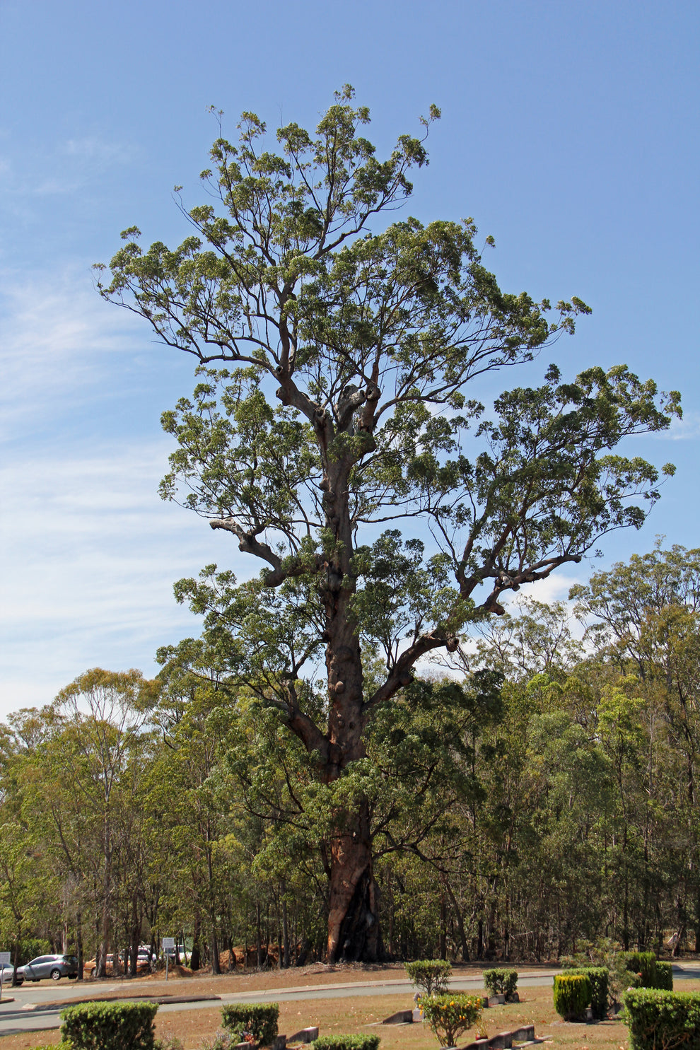 Eucalyptus Microcorys – Tallowwood Tree for Shade and Wildlife ...