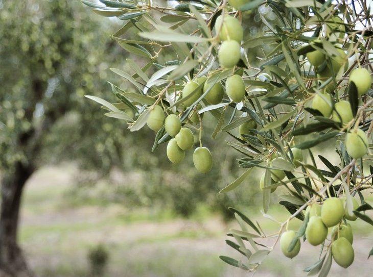 Olea Mediterranean Midget – Compact Olive Tree for Small Spaces ...