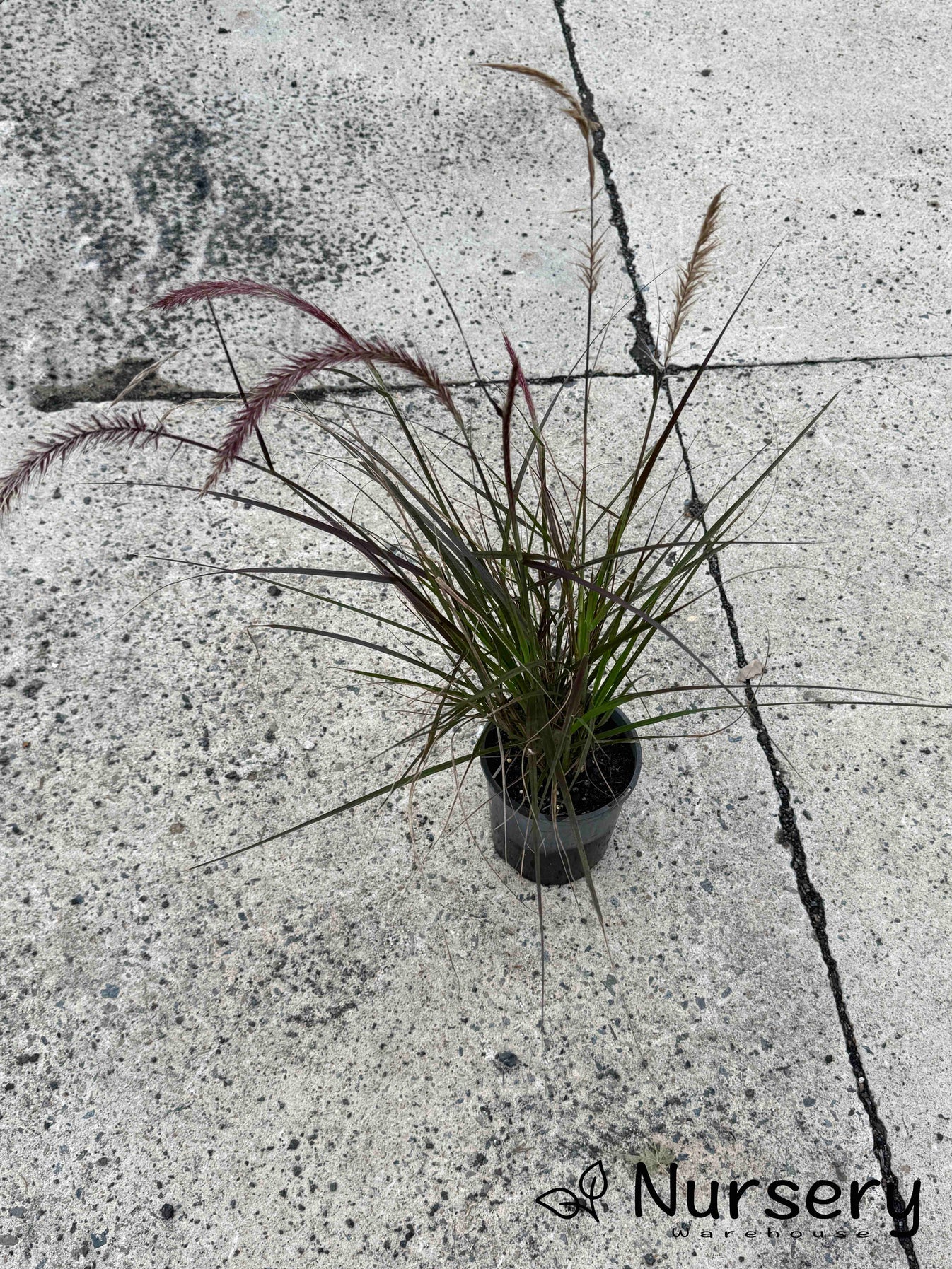 Pennisetum Advena Rubrum Dwarf (Dwarf Purple Fountain Grass) – Compact ...