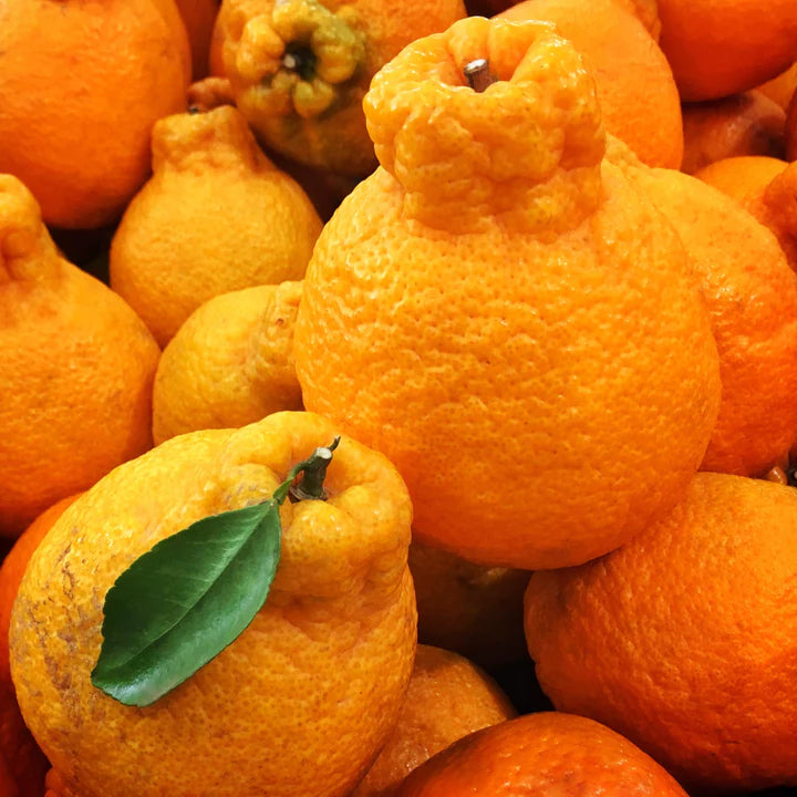 Mandarin Ponkan – Sweet Winter Fruit | Nursery Warehouse – Nursery ...