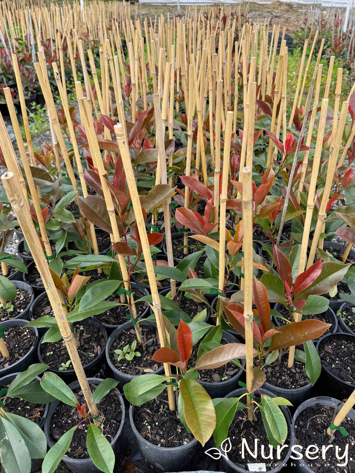 Red Robin – Vibrant Hedging Plant | Nursery Warehouse – Nursery ...