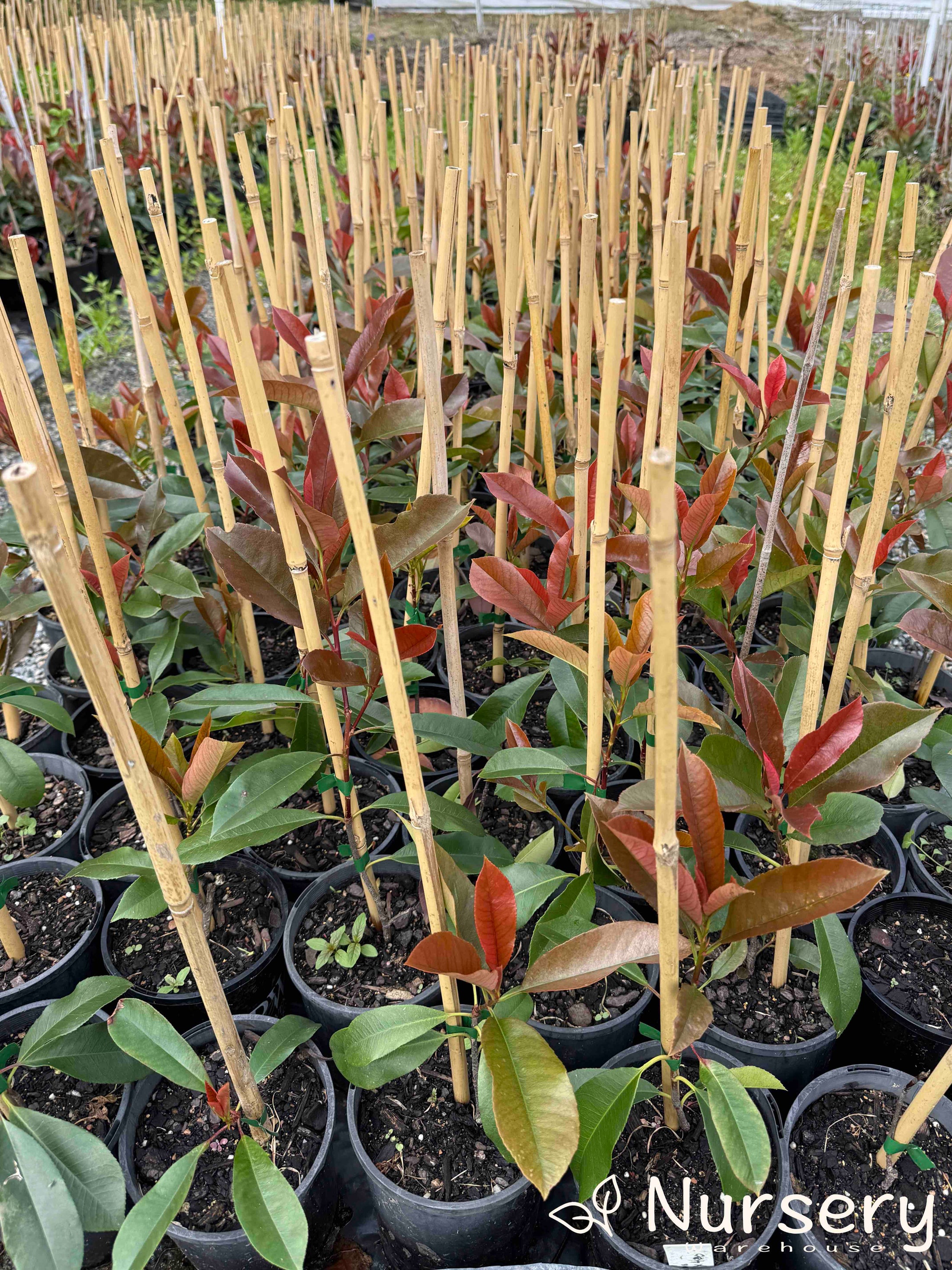 Red Robin – Vibrant Hedging Plant | Nursery Warehouse – Nursery ...
