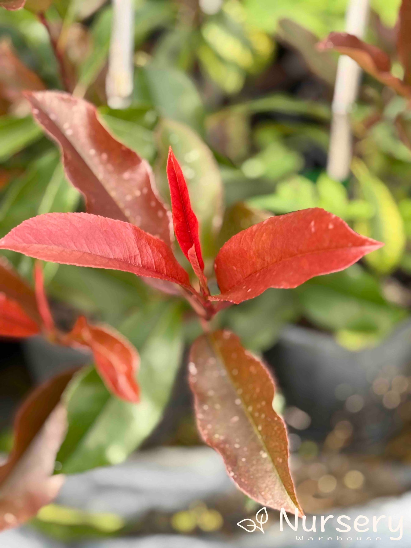 Red Robin – Vibrant Hedging Plant | Nursery Warehouse – Nursery ...