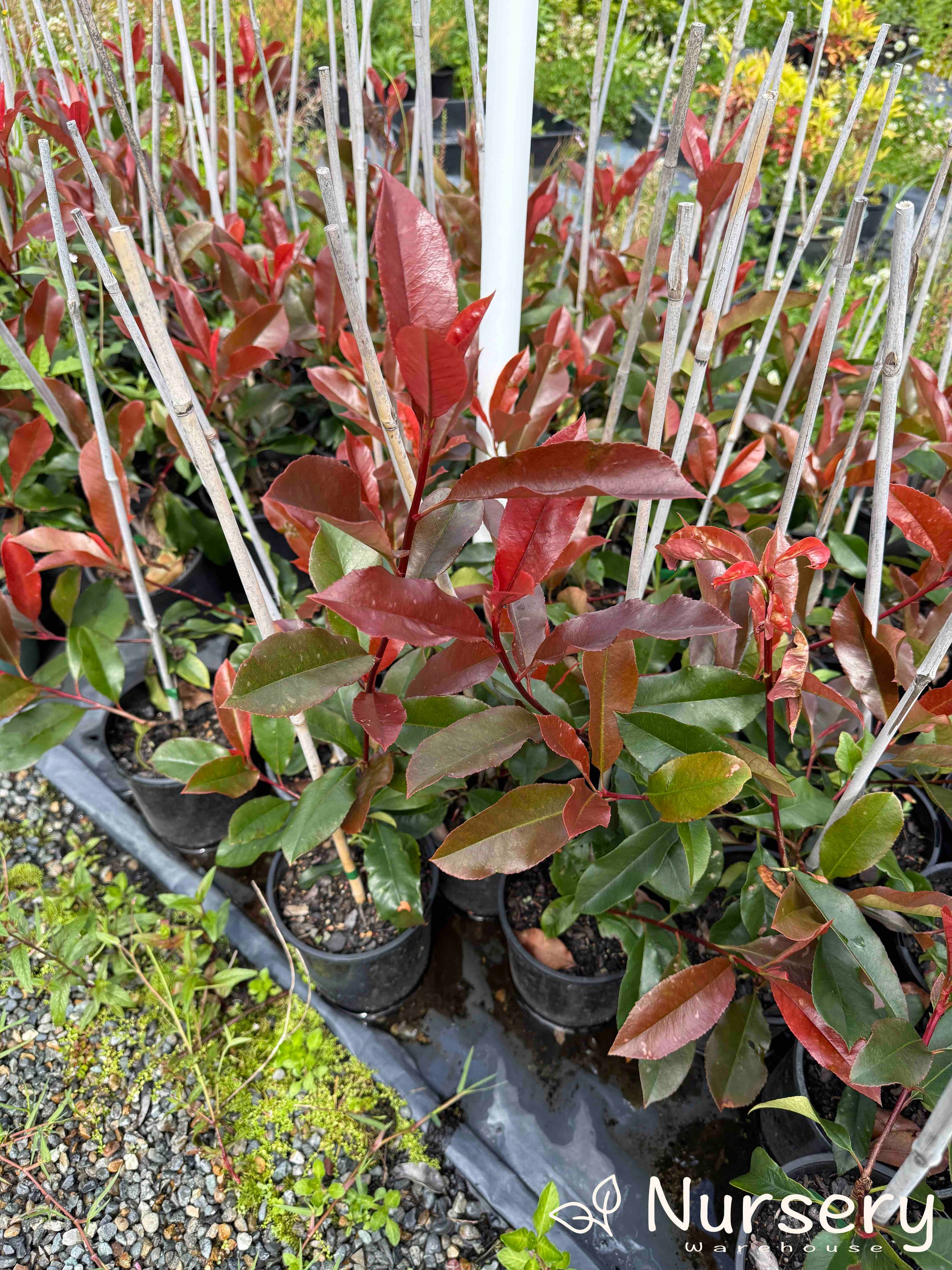 Red Robin – Vibrant Hedging Plant | Nursery Warehouse – Nursery ...