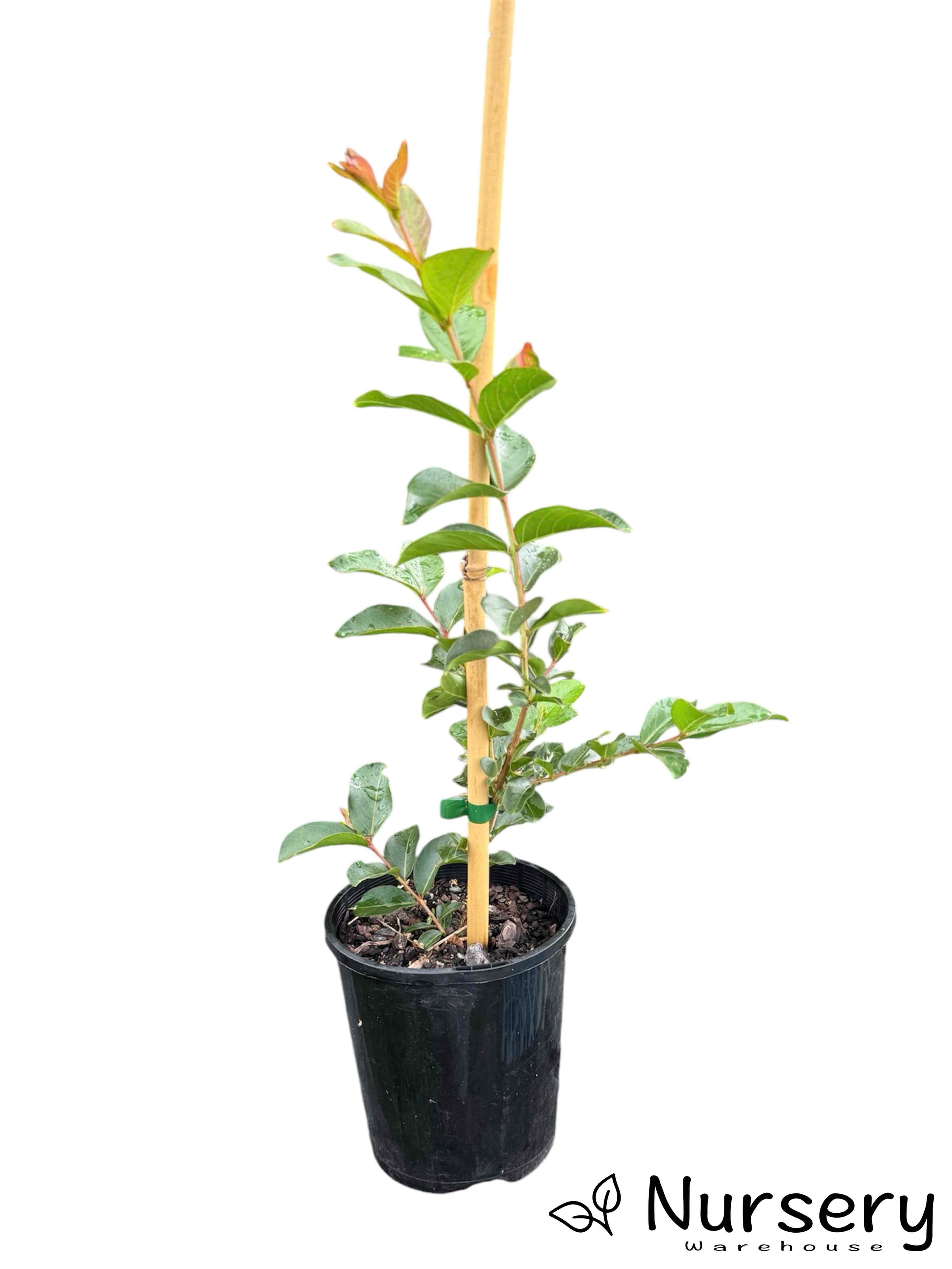 Red Robin – Vibrant Hedging Plant | Nursery Warehouse – Nursery ...