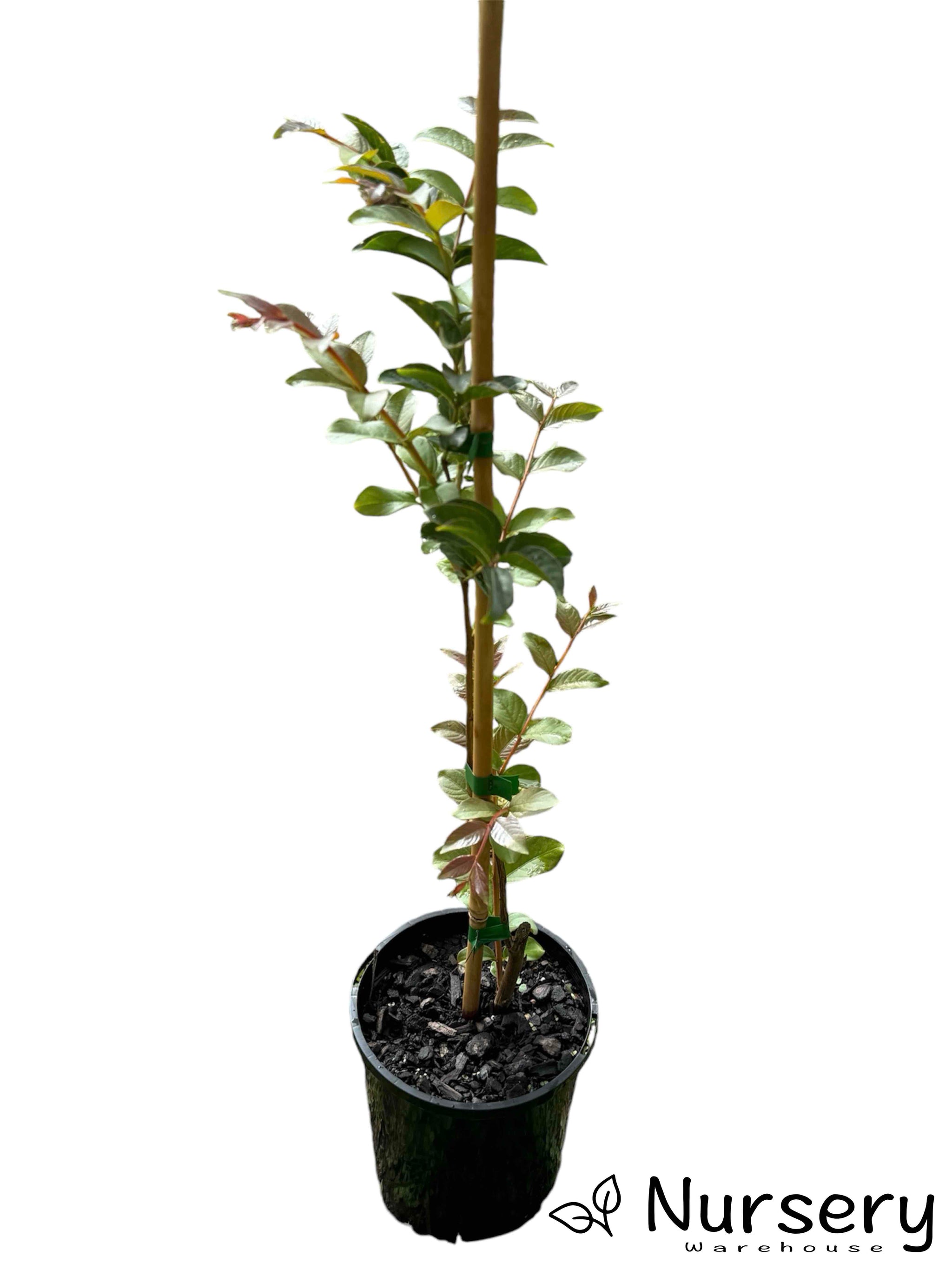 Red Robin – Vibrant Hedging Plant | Nursery Warehouse – Nursery ...