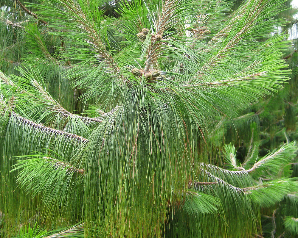 Pinus Patula – Mexican Weeping Pine for Large Landscapes | Nursery ...