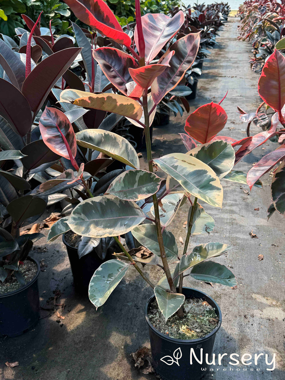 Ruby Rubber Plant – Variegated Pink and Green Foliage | Nursery ...