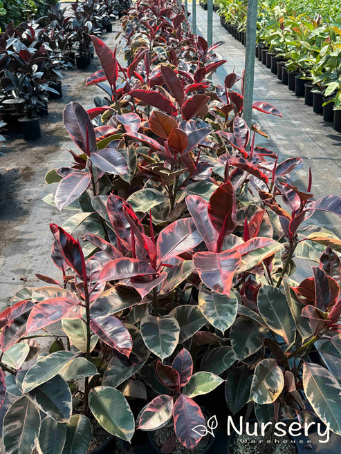 Ruby Rubber Plant – Variegated Pink and Green Foliage | Nursery ...