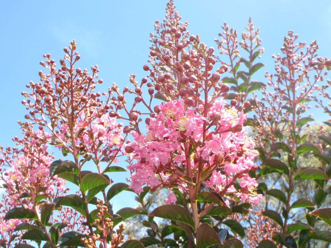 Crepe Myrtle – Vibrant Summer Blooms & Unique Bark | Nursery Warehouse ...