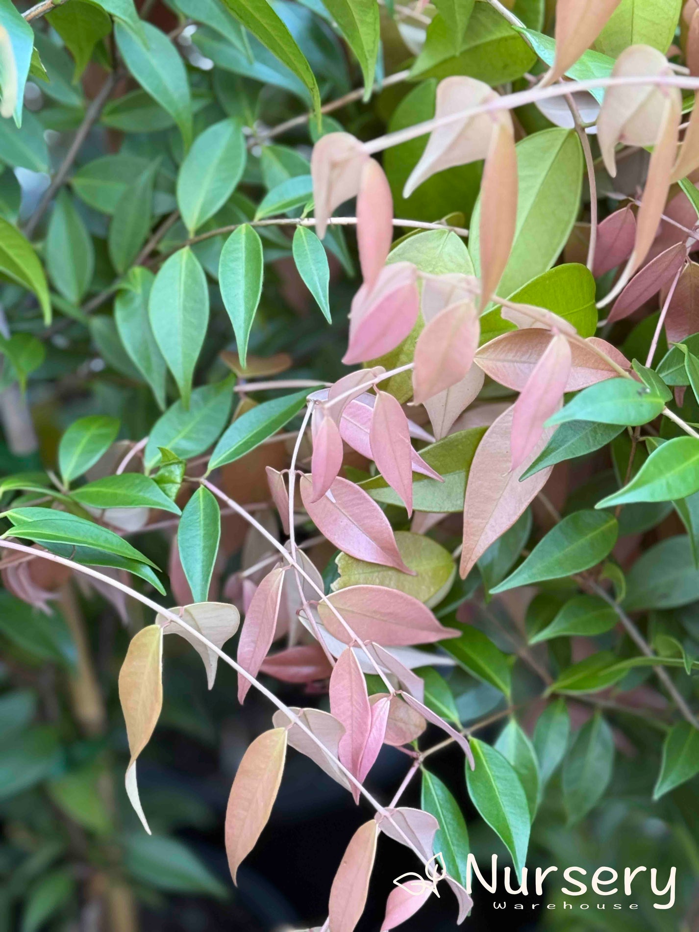 Lilly Pilly Cascade – Cascading Foliage & Vibrant Fruit | Nursery ...