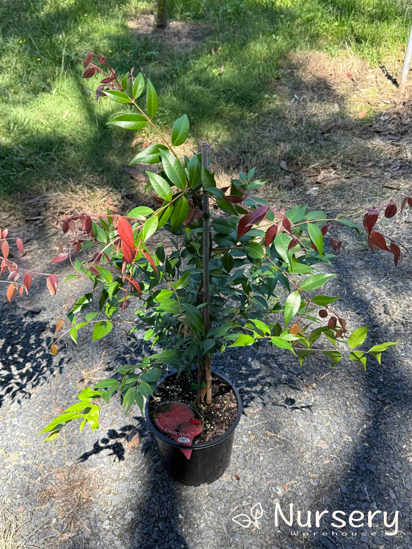 Lilly Pilly Cascade – Cascading Foliage & Vibrant Fruit | Nursery ...
