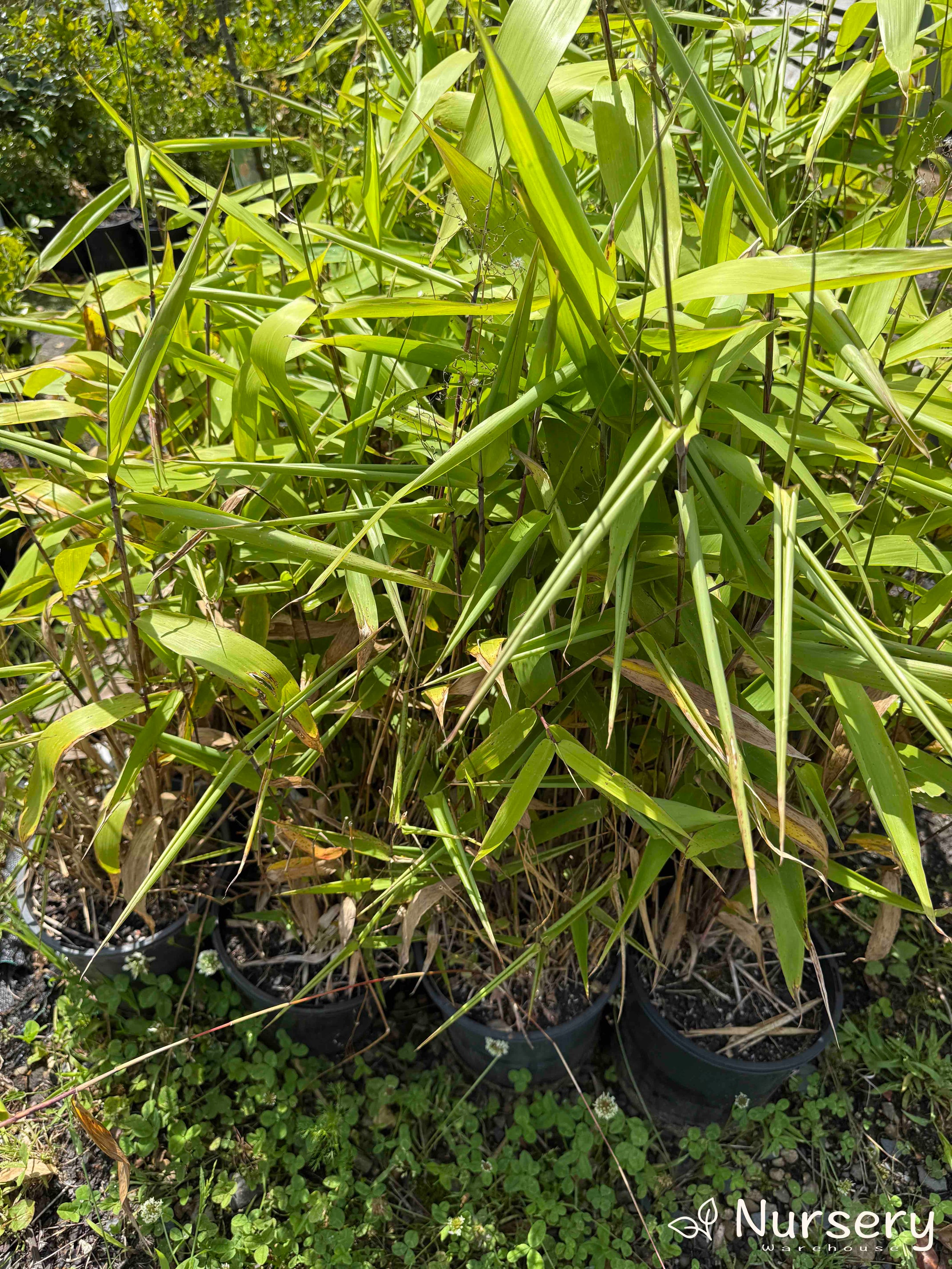 Tiger Grass – Natural Privacy Screen | Nursery Warehouse – Nursery ...