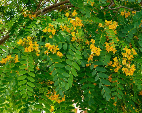 Tipuana Yipu – Racehorse Tree for Large Gardens and Street Plantings ...