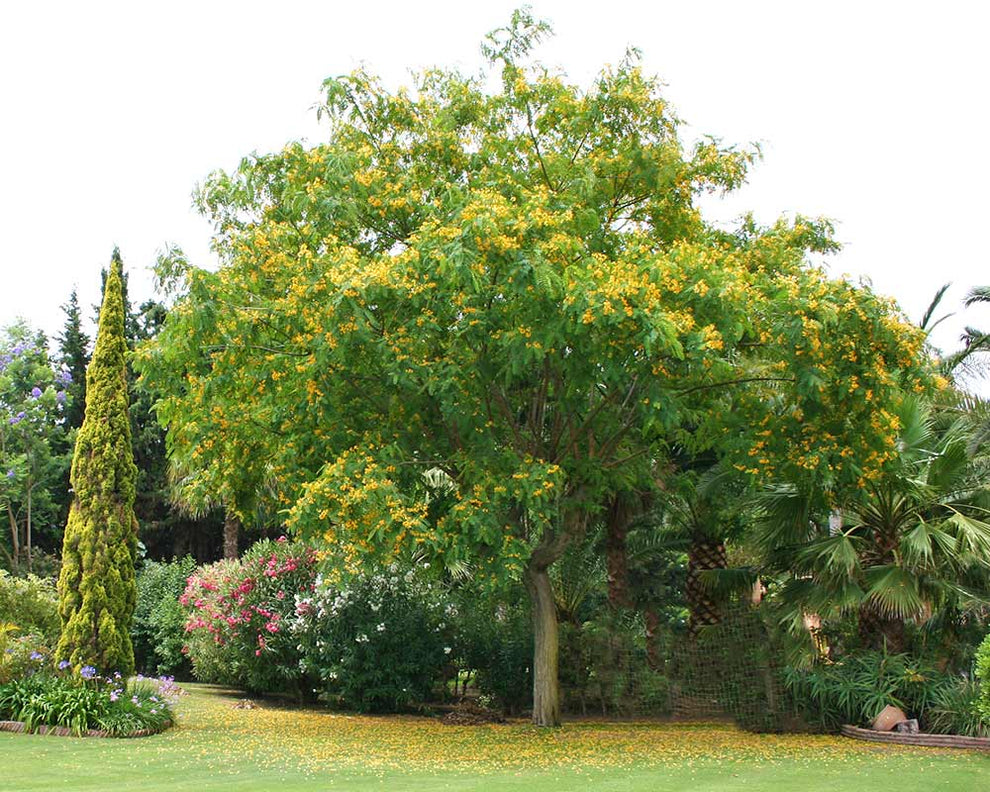 Tipuana Yipu – Racehorse Tree for Large Gardens and Street Plantings ...