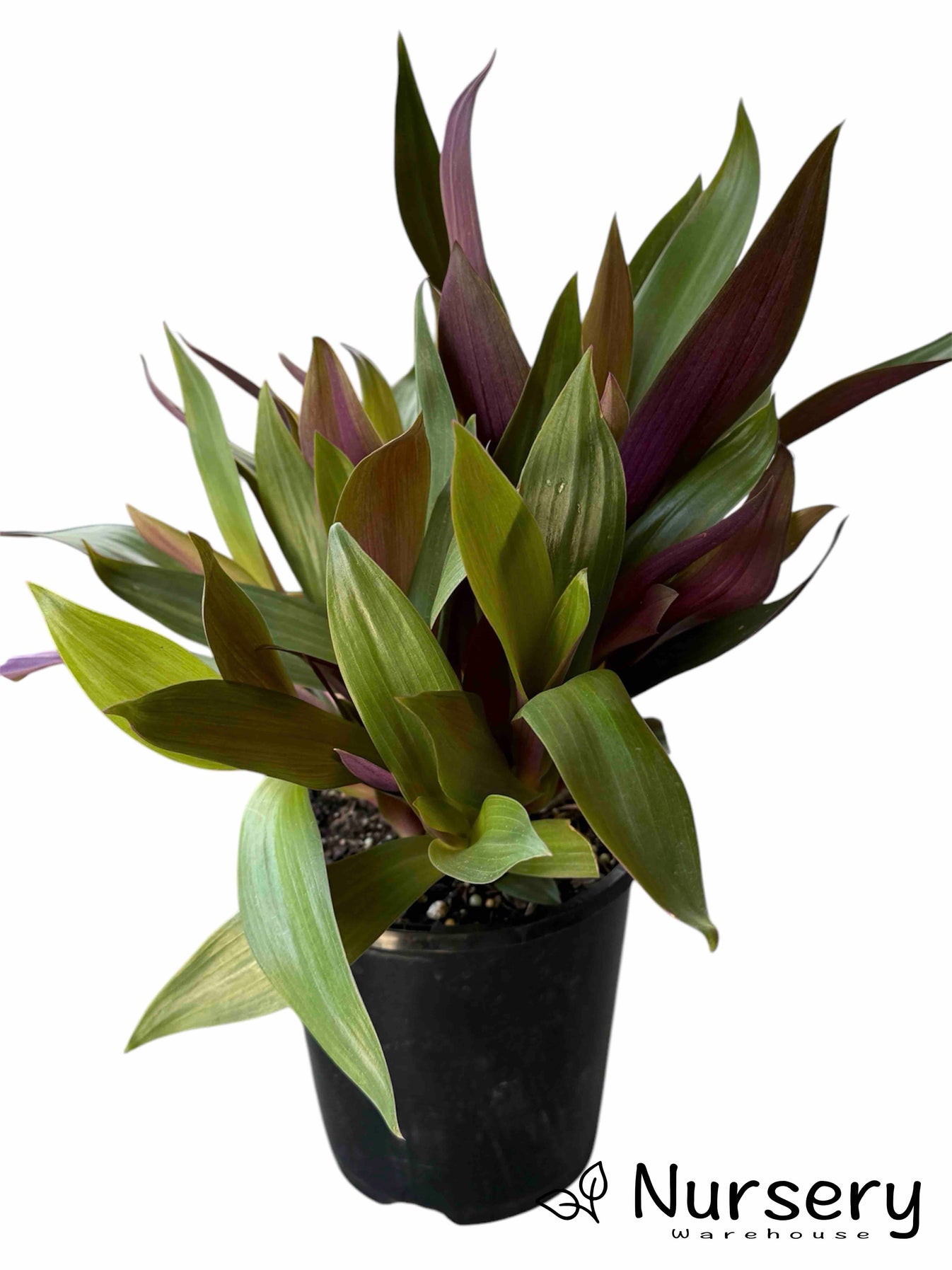 Moses In The Cradle – Vibrant Foliage Plant | Nursery Warehouse ...