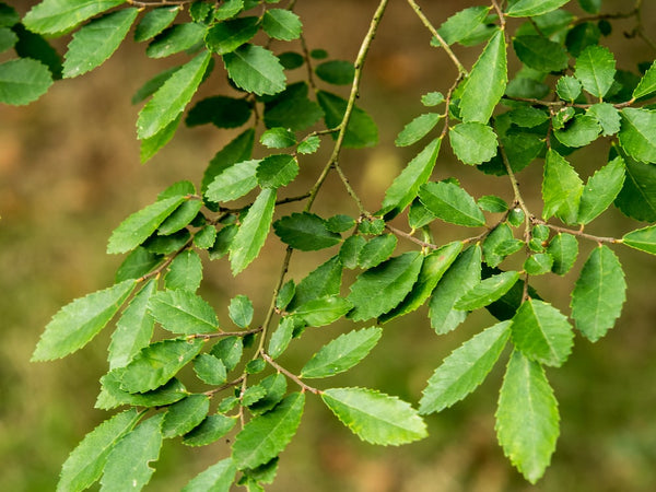 Chinese Elm 'Todd' – Hardy Ornamental Tree | Nursery Warehouse ...