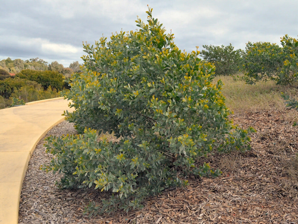 Coastal Myall – Hardy Australian Native Tree | Nursery Warehouse ...