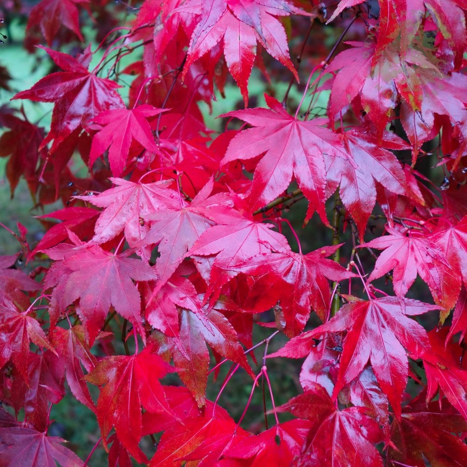 Japanese Maples – Nursery Warehouse PTY LTD