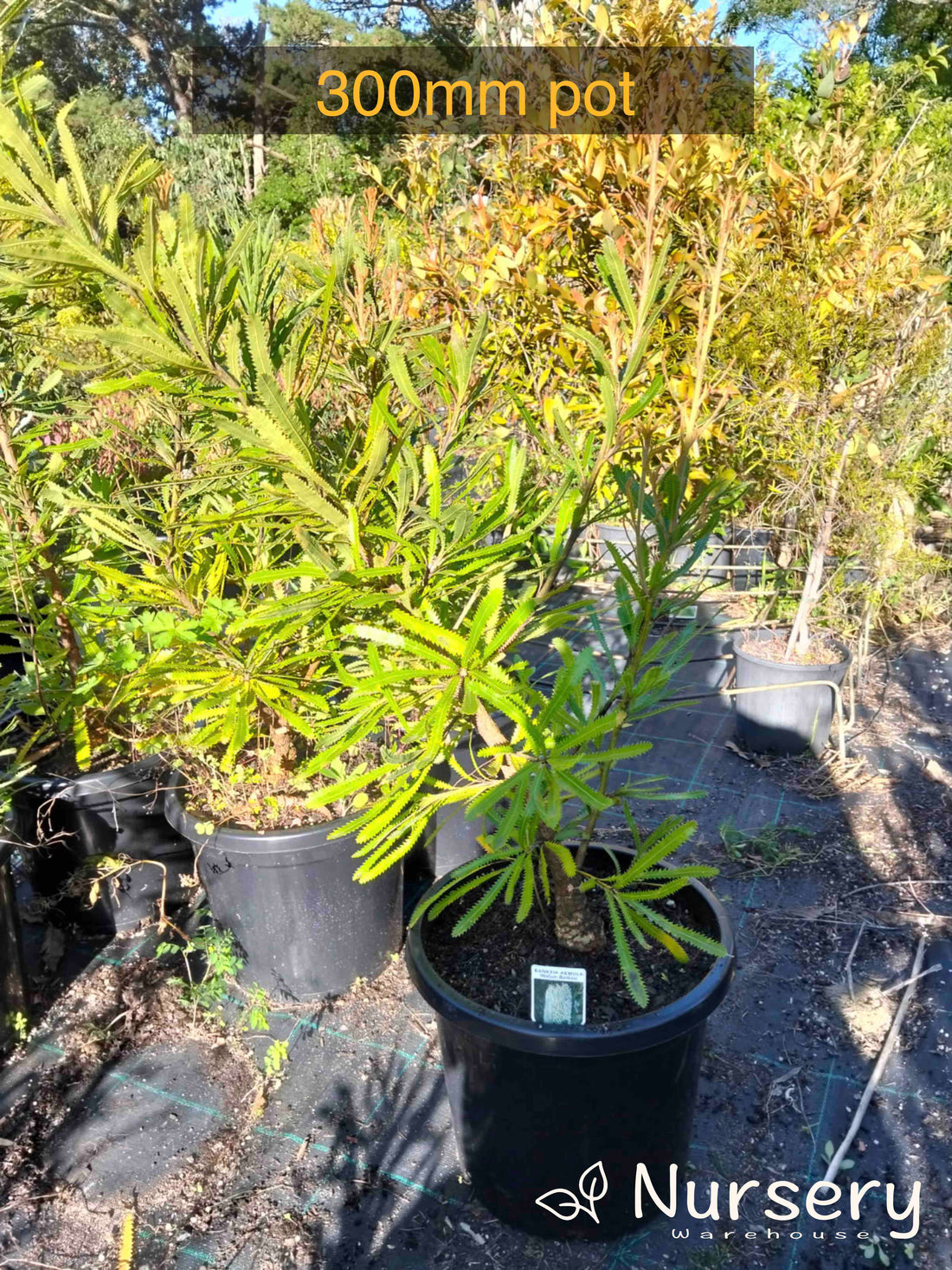 Wallum Banksia – Golden Flower Spikes & Coastal Hardiness | Nursery ...