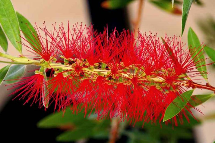 Captain Cook Bottlebrush – Compact Native Shrub | Nursery Warehouse ...