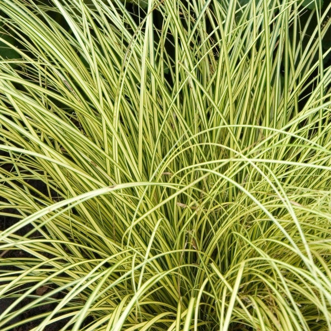 Carex Brunnea – Unique Brown Foliage Sedge | Nursery Warehouse ...
