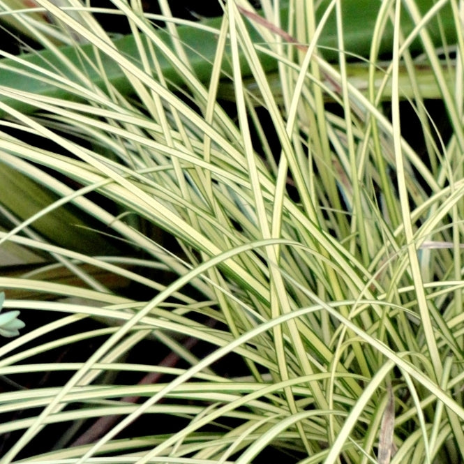 Carex Brunnea – Unique Brown Foliage Sedge | Nursery Warehouse ...