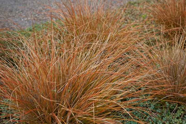 Carex Buchananii – Elegant Copper Foliage Sedge | Nursery Warehouse ...