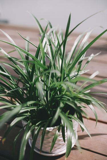 Pot & Bag Size Guide – Choosing the Right Plant Size | Nursery ...