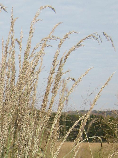 Coastal Panic Grass – Drought-Tolerant Grass for Coastal Gardens ...