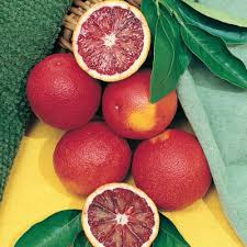 Citrus Paradisi ‘Ray Ruby’ (Grapefruit) – Nursery Warehouse PTY LTD
