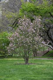 Magnolia 'Rickii' (Magnolia) – Nursery Warehouse PTY LTD
