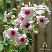 Pandorea Jasminoides ‘Jam Drops’ (Bower Vine) – Nursery Warehouse PTY LTD