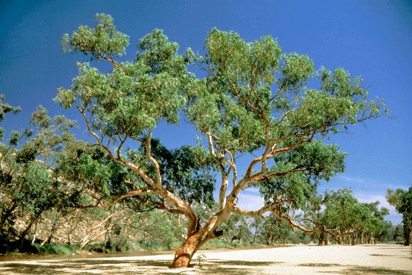 Eucalyptus Camaldulensis – River Red Gum Tree for Large Landscapes ...