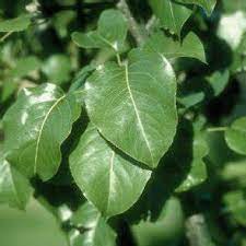 Capital Pear – Elegant Narrow Tree | Nursery Warehouse – Nursery ...