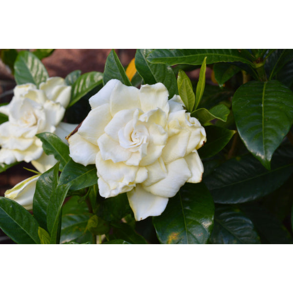 Gardenia Prof. Pucci – Fragrant White Blooms | Nursery Warehouse ...