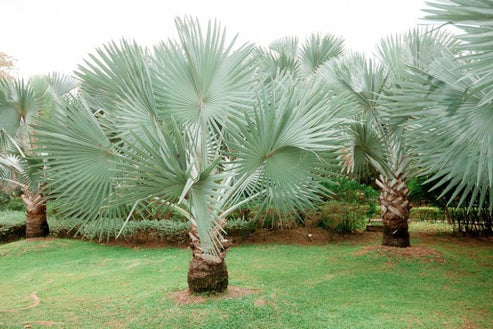Bismarck Palm – Stunning Silver-Blue Palm for Landscapes | Nursery ...