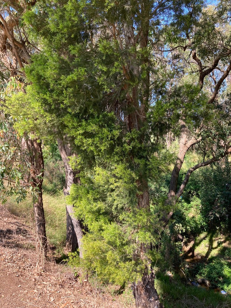 Melaleuca decora – Prickly-Leaved Paperbark | Native Garden Plant ...