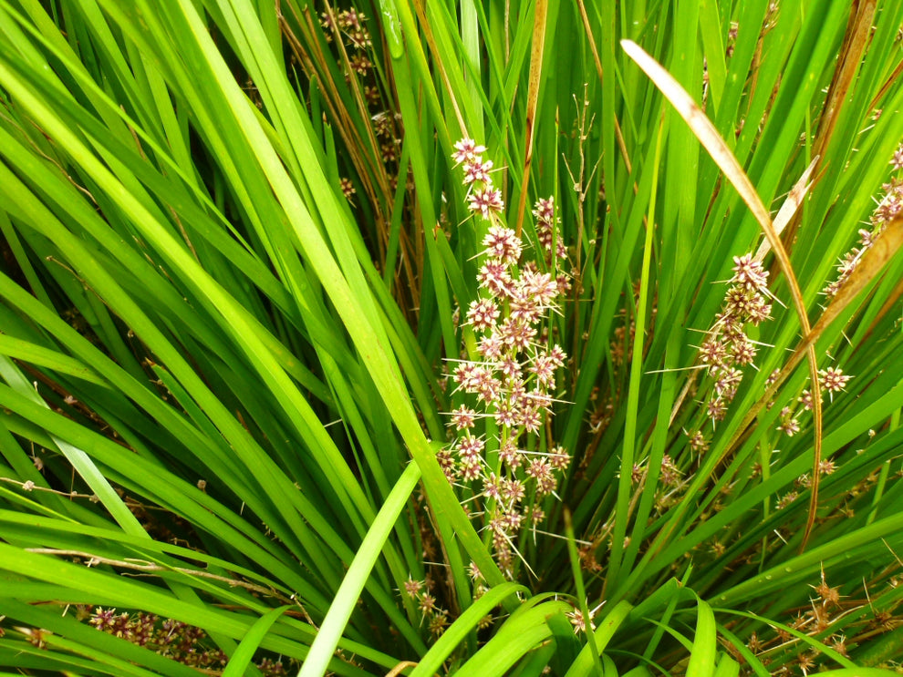 Lomandra Lime Tuff – Hardy Grass with Lime Foliage | Nursery Warehouse ...