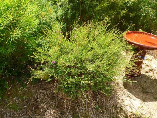 Melaleuca thymifolia – Honey Myrtle for Borders and Containers ...