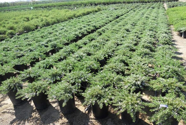 Myoporum Parvifolium White – Evergreen Groundcover for Drought ...