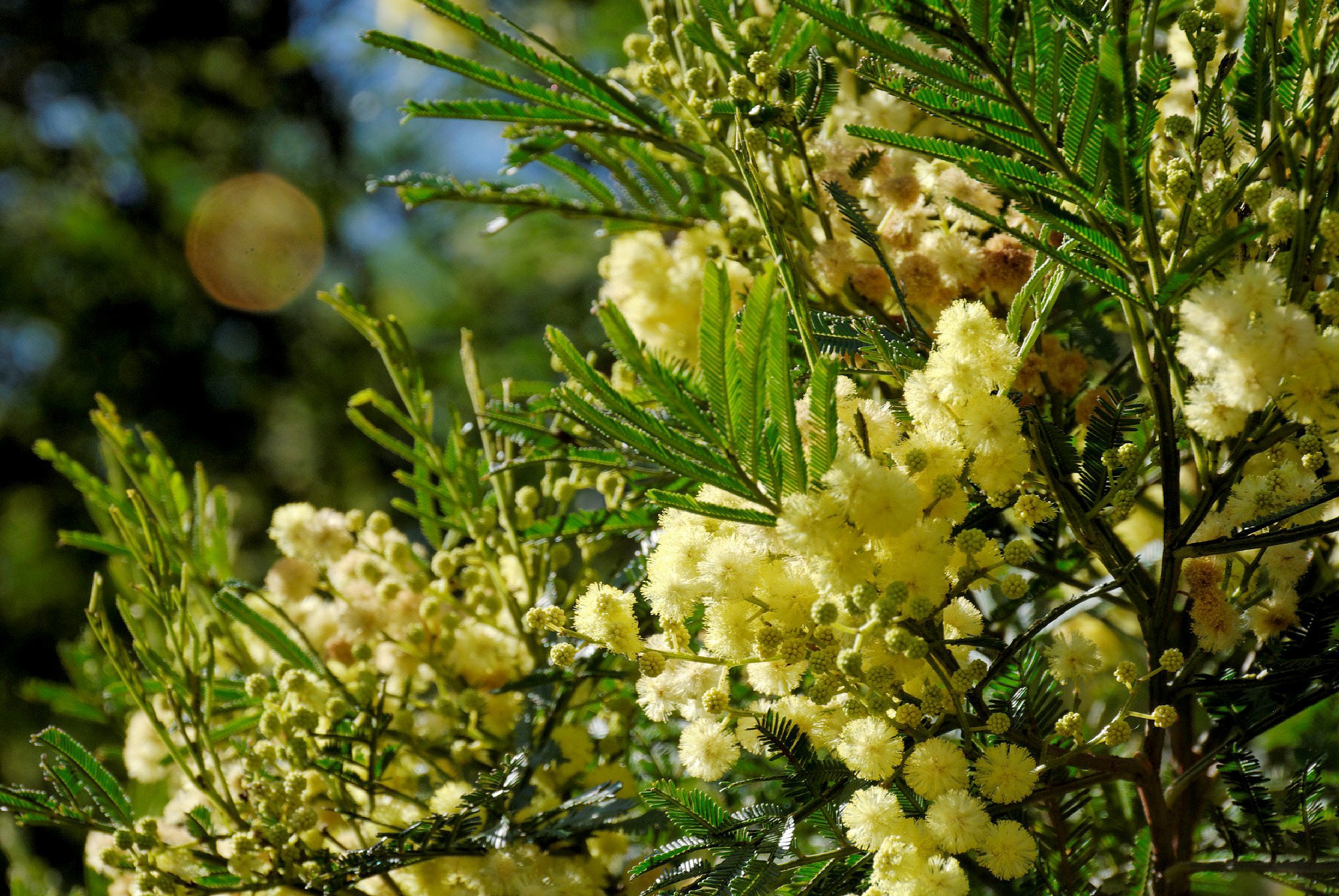 Parramatta Wattle – Fast Native Screening Tree | Nursery Warehouse ...